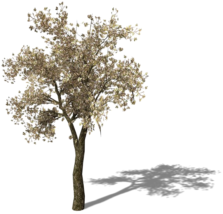 Download Tomato Tree Pear Asian Yellow Free Frame Clipart - Growing ...