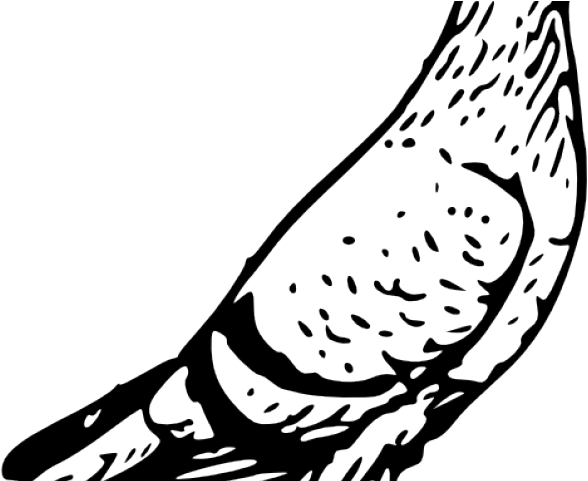 Download Pigeon Clipart Kabutar - Pigeon Clipart Black And White ...