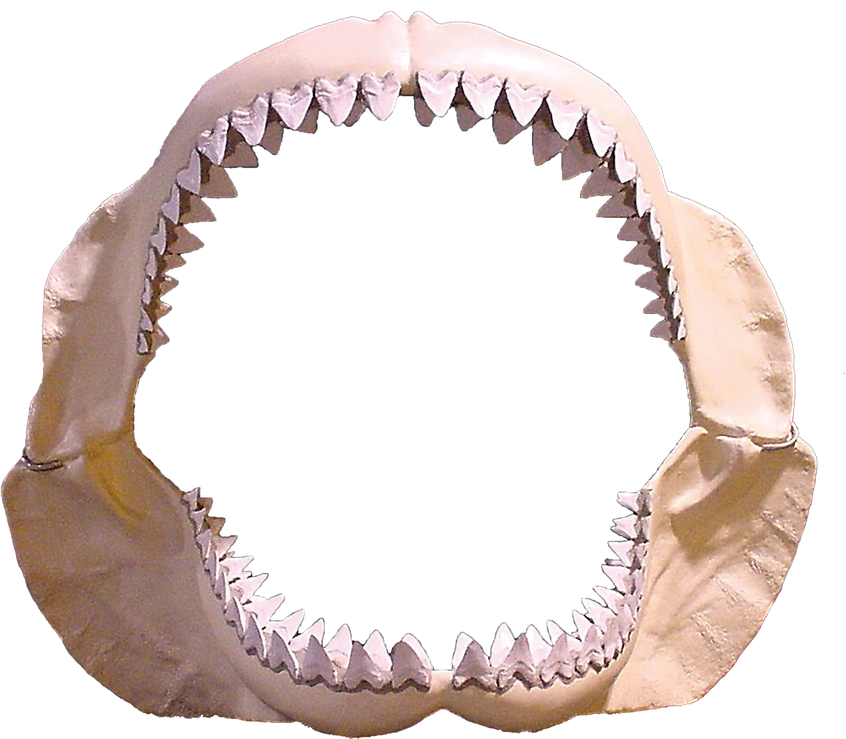 Download Jaws Png Transparent Images - Megalodon Jaw Transparent ...