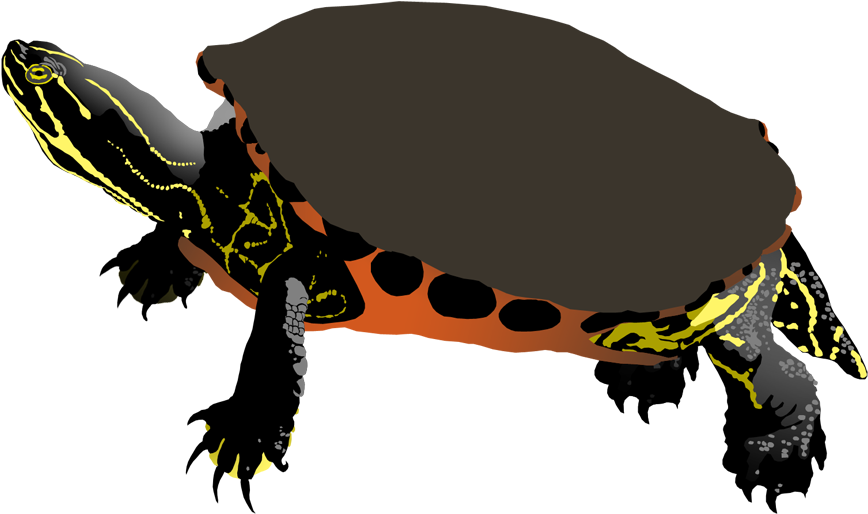 Painted Turtle Clipart at Dominick Whipple blog