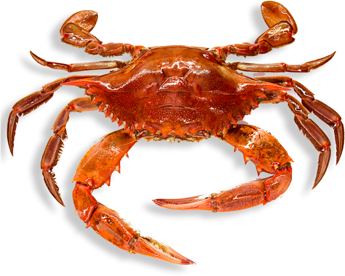 Download Crab Clipart Border - Crab Png - ClipartKey
