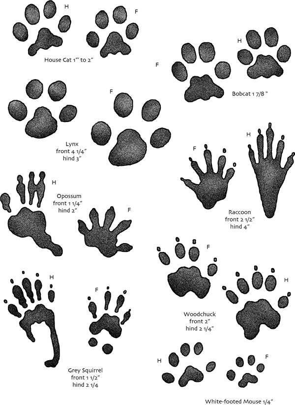 Download Footprint Clipart Rat - Tracks Of Animals - ClipartKey