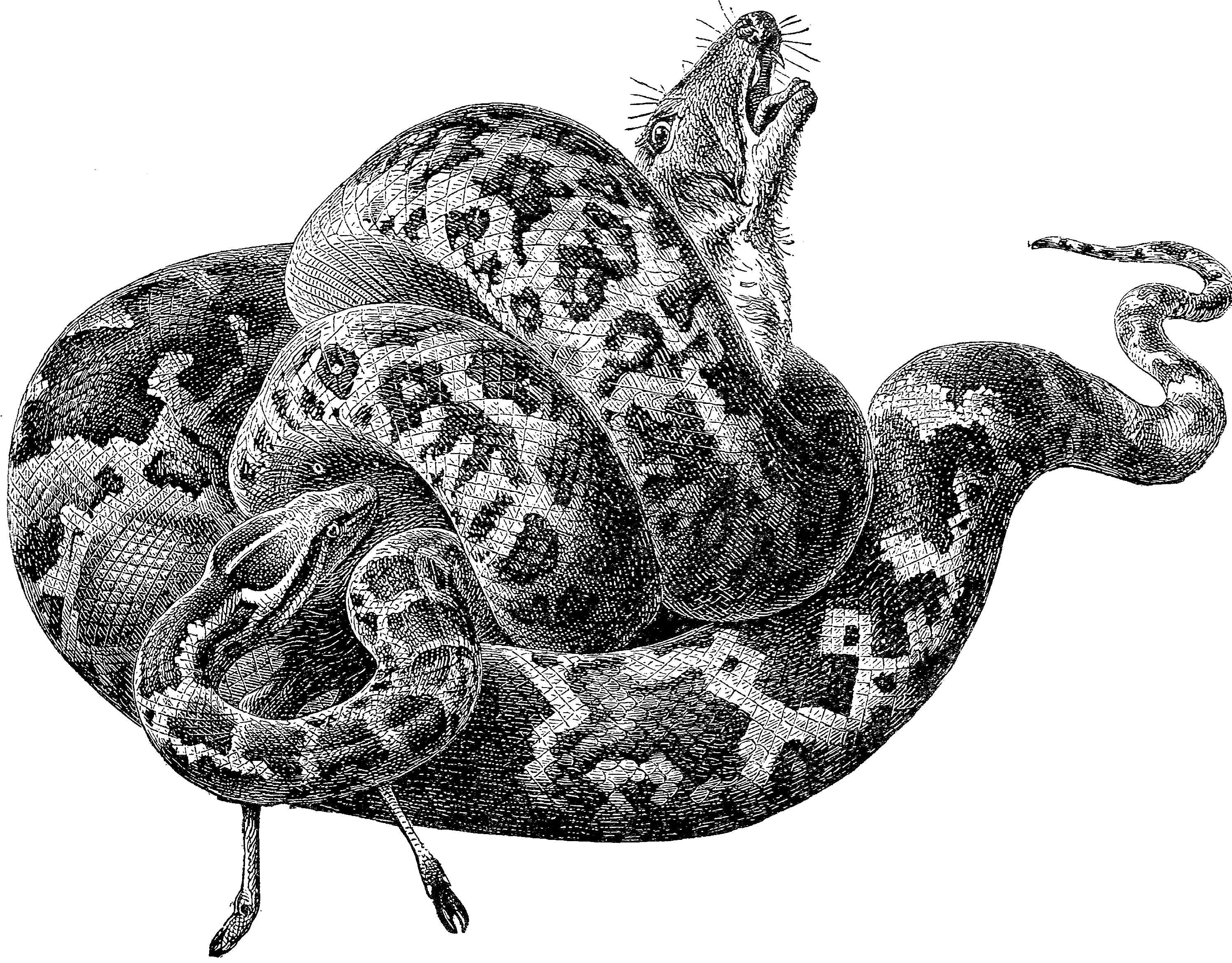 Download 2093 Python Snakes Free Vintage Clip Art - Electric Ray ...