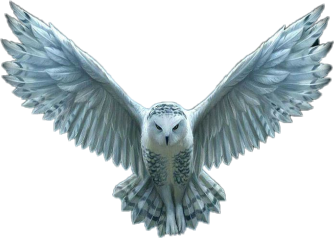 Download Transparent Hedwig Png - White Owl Png Clipart Png - ClipartKey