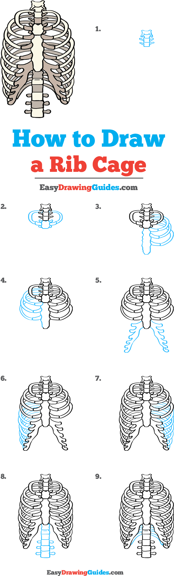 Download How To Draw Rib Cage - Draw Rib Cage - ClipartKey