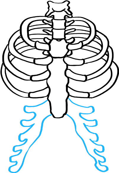 Download How To Draw Rib Cage - Rib Cage Drawing Pen - ClipartKey