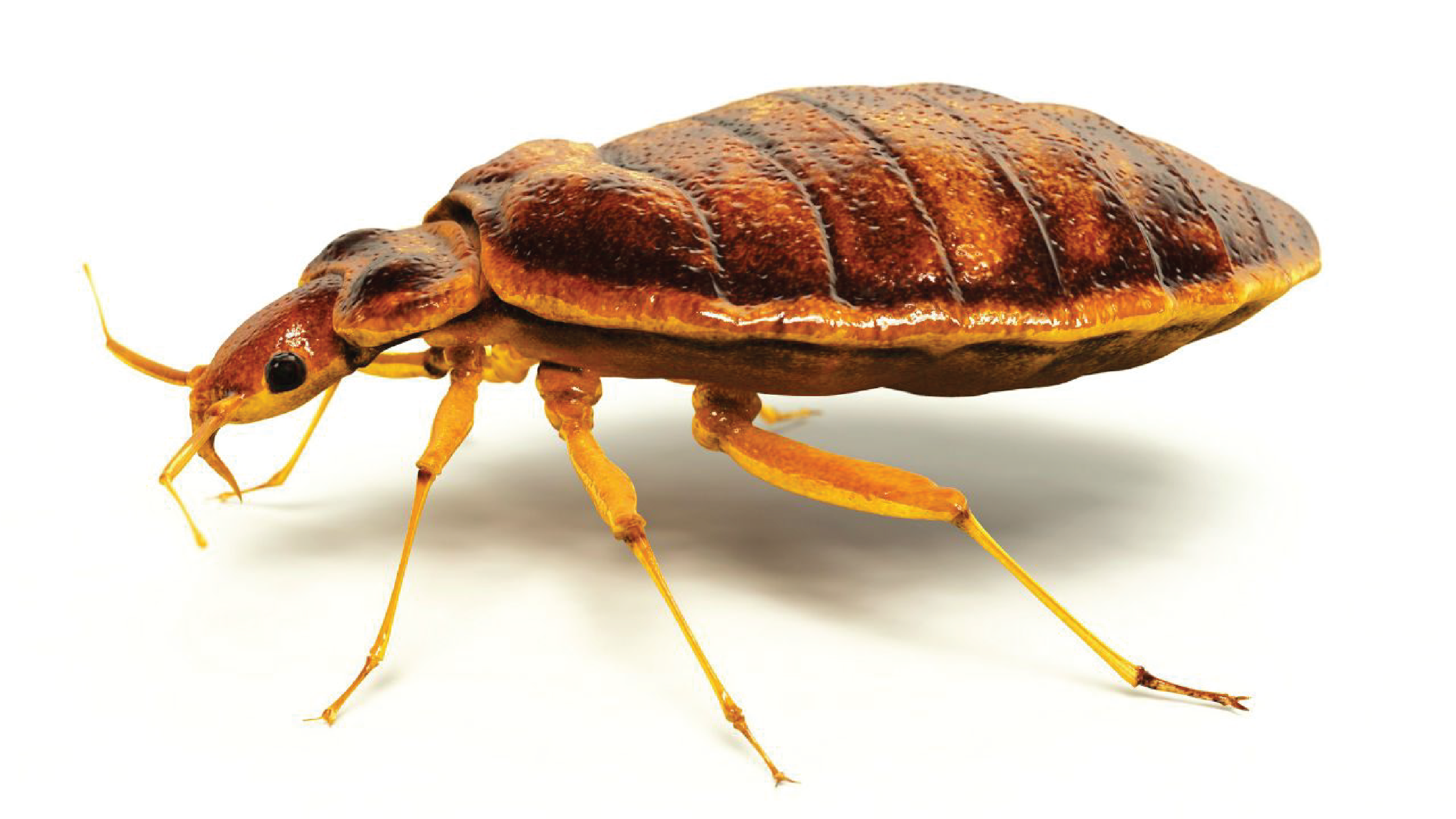 Download Beetle Transparent Translucent - Bed Bug Body Louse - ClipartKey