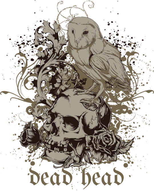 Download Transparent Dead Bird Png - Barn Owl - ClipartKey