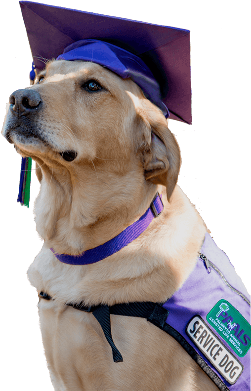 Download Service Dog Png - Service Dog Graduation - ClipartKey