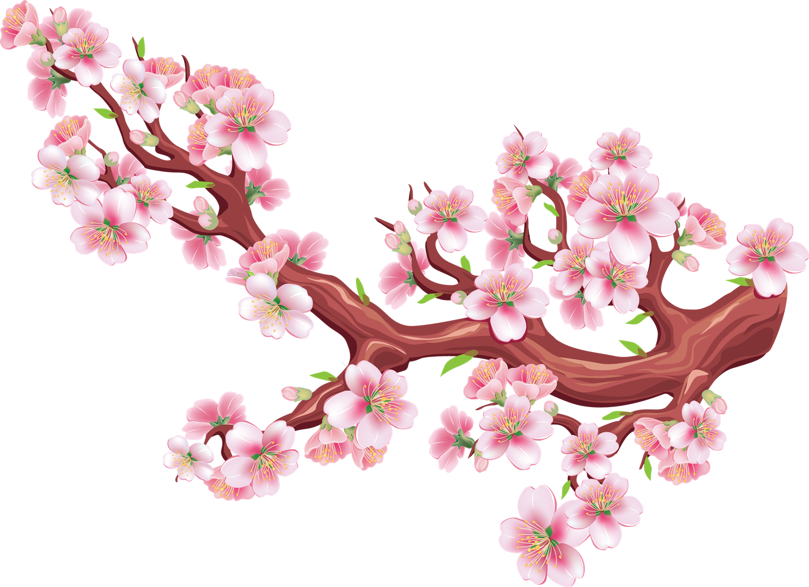 Download Sakura Png Free Download - Sakura Png - ClipartKey