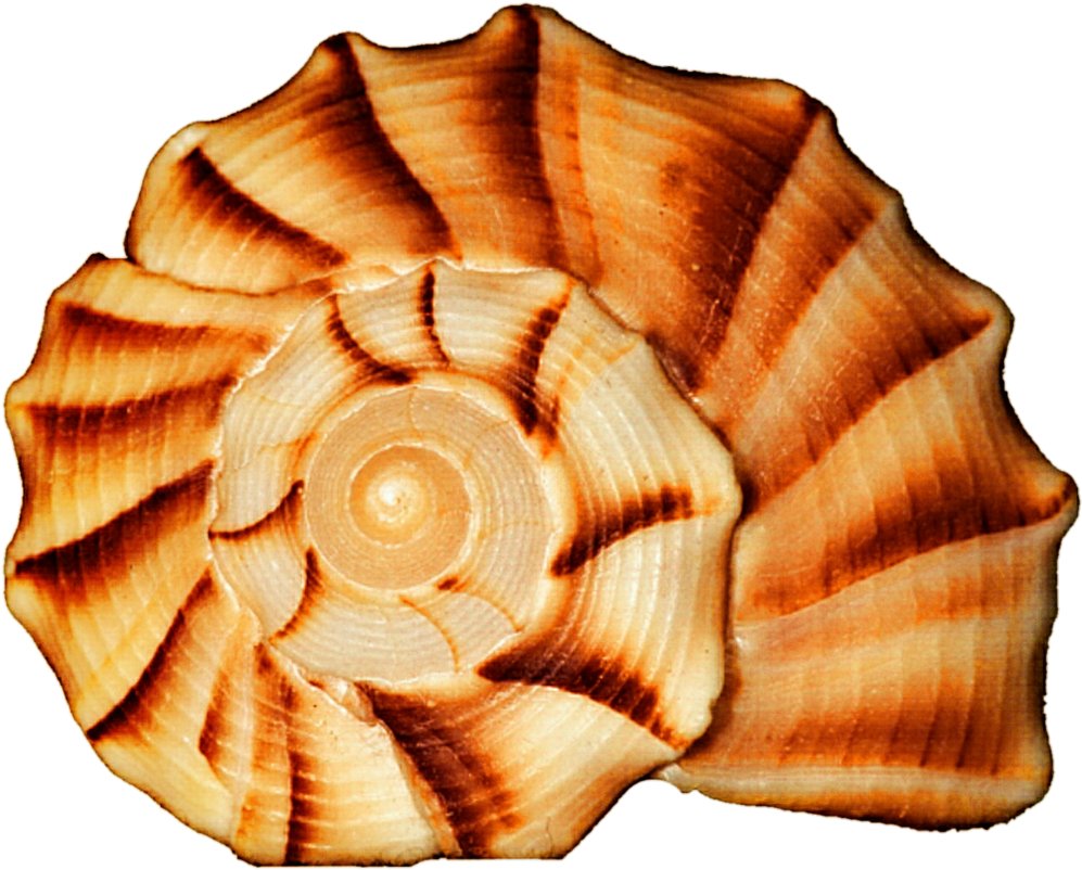 Download Seashell Spiral , Transparent Cartoons - Seashell Swirl ...