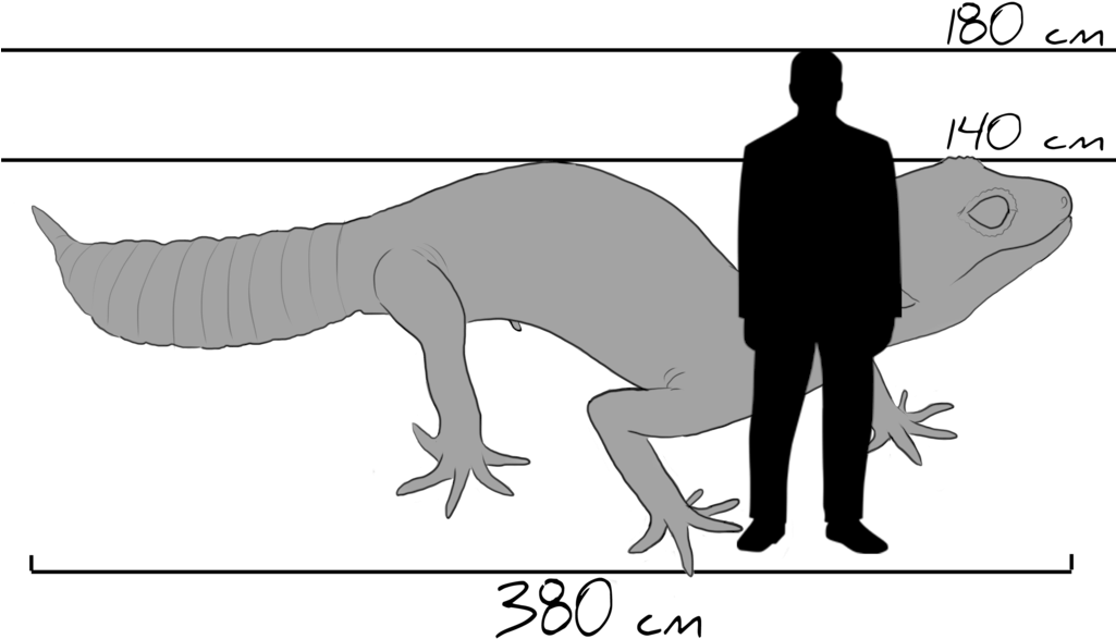 Download Common Leopard Gecko Drawing Tyrannosaurus Silhouette - Dragon ...