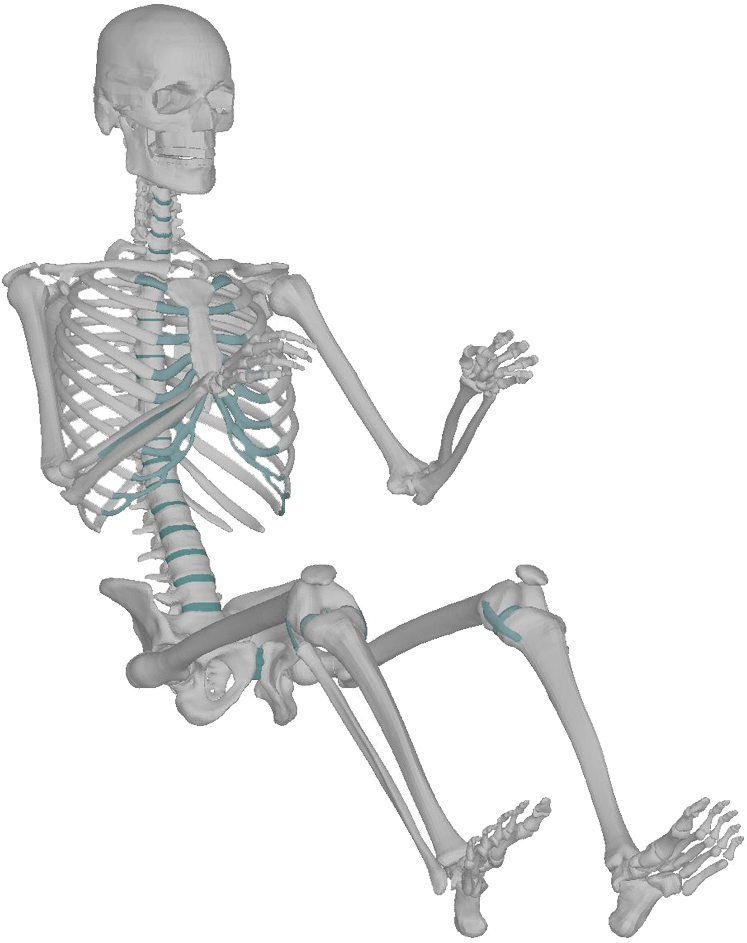 Download Transparent Skeletal System Png - Skeleton - ClipartKey