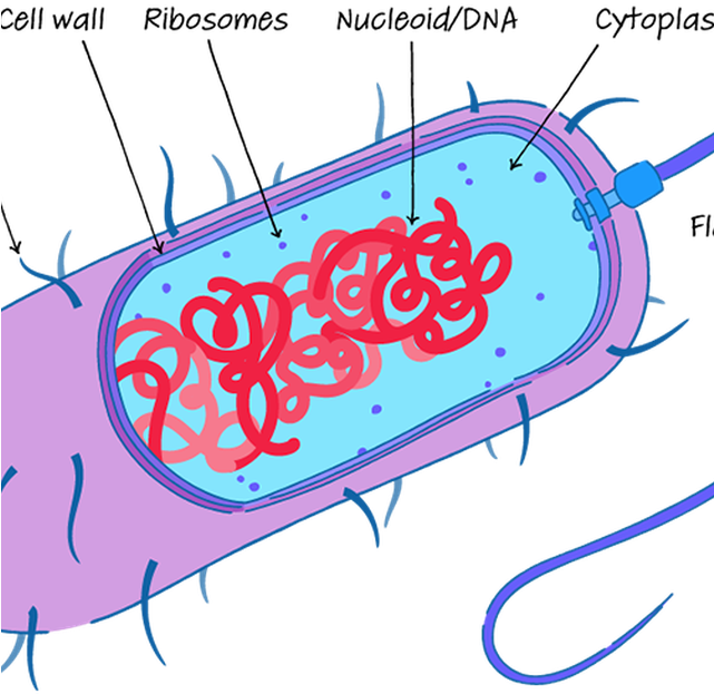 Download Transparent Cell Membrane Png - ClipartKey