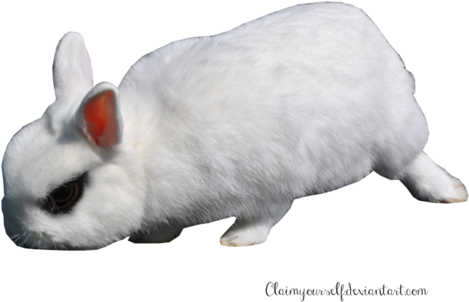 Download White Rabbit Png - Transparent Background Rabbit Png ...