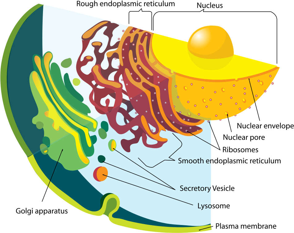 Download Rough Endoplasmic Reticulum - ClipartKey