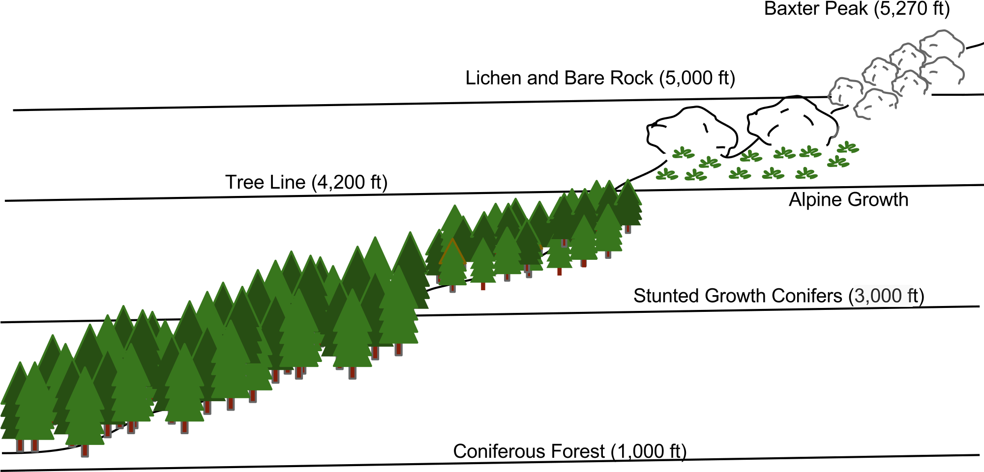 Download Forest Svg Treeline - Treeline Vegetation Diagram - ClipartKey