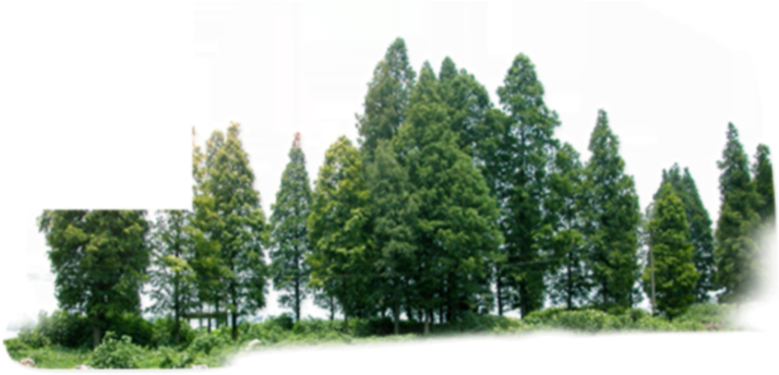Download #treeline #tree #line #trees - Transparent Green Forest Png ...