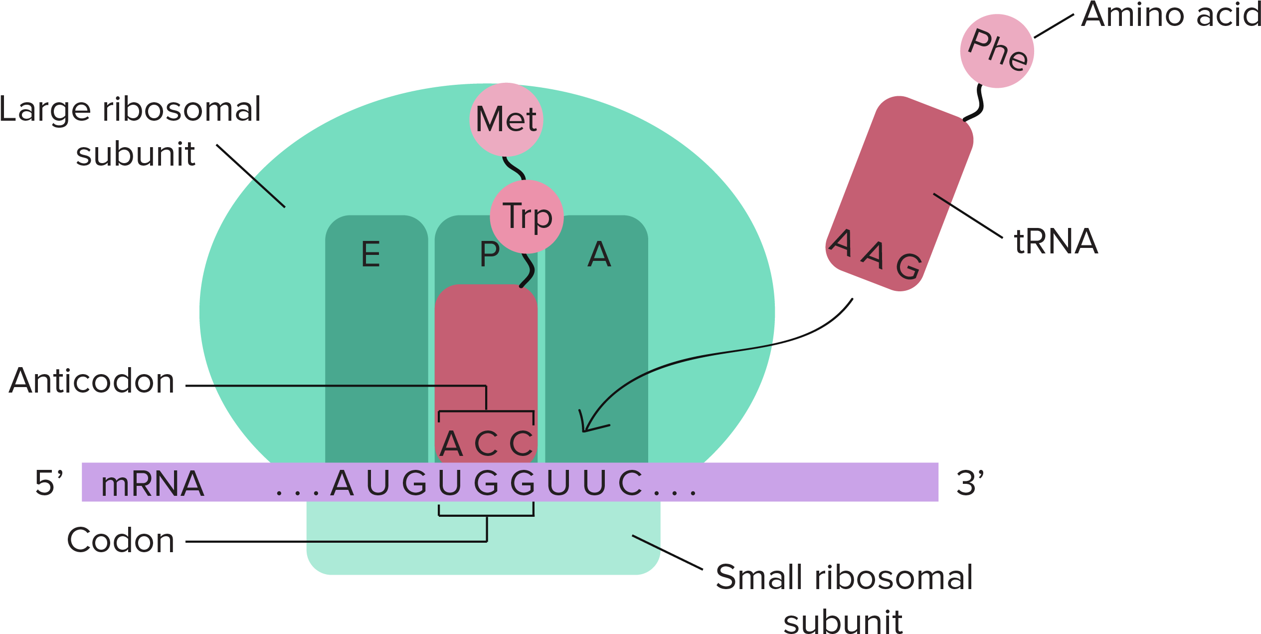 Download Jpg Free Library Ribosome Drawing Easy - Transcription And ...