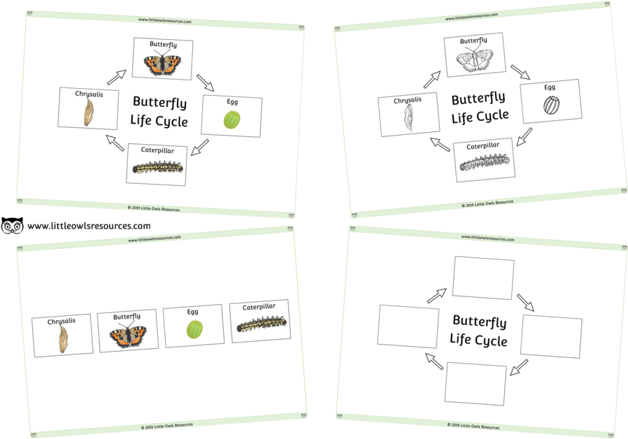 Download Butterfly Life Cycle Cover - Paper - ClipartKey