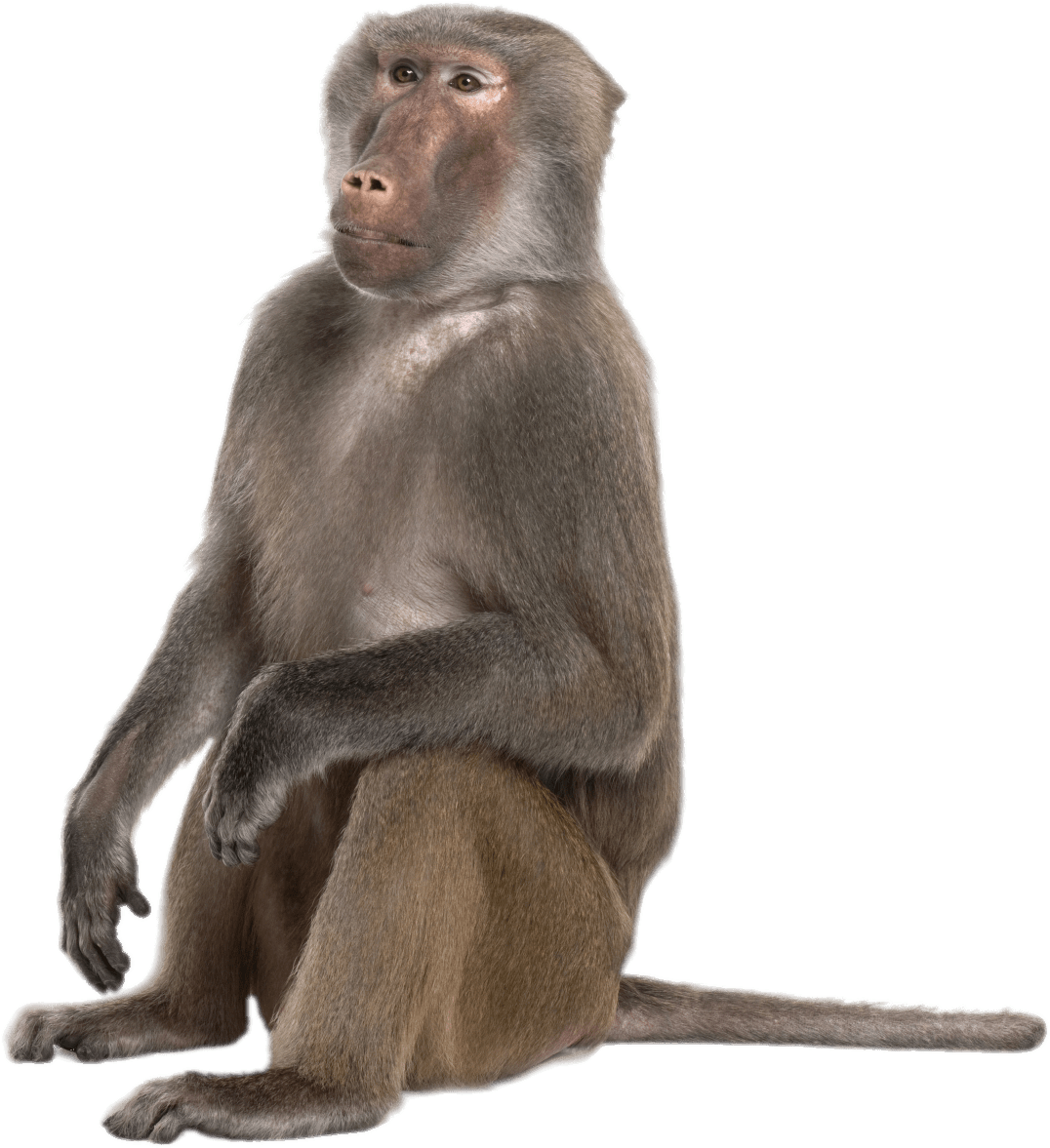 Download Sitting Baboon - Baboon Png - ClipartKey