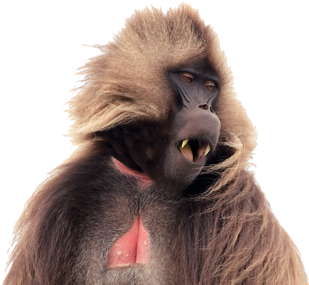 Download Transparent Baboon Png - Baboon Call - ClipartKey