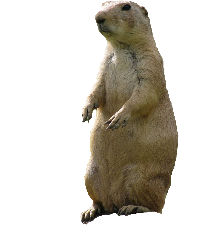 Download Clip Art Meet The Team That - Prairie Dog Transparent - ClipartKey
