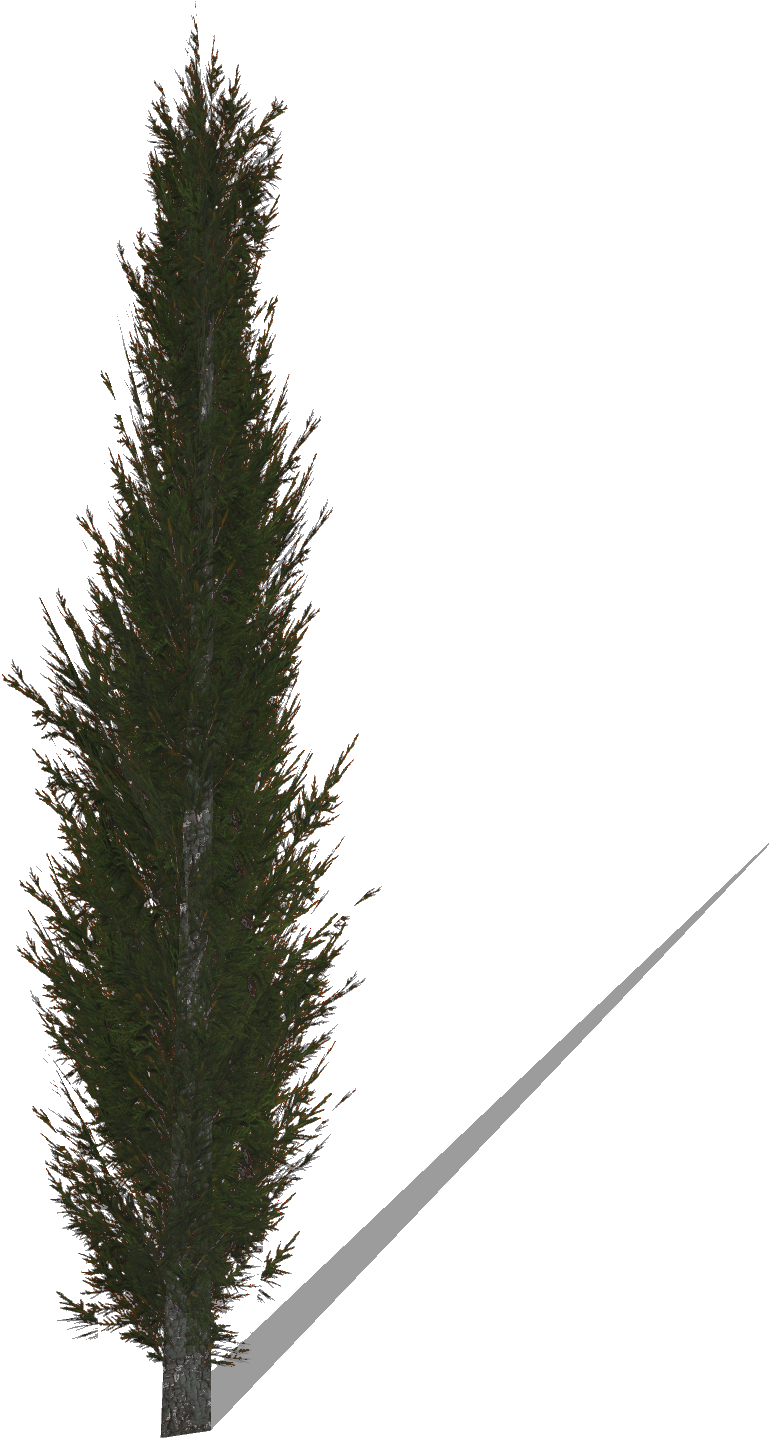 Download Transparent Cypress Tree Png - Cypress Tree Png - ClipartKey