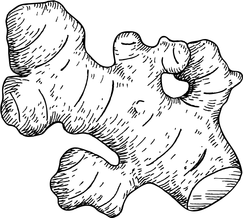 Download Adrak Clipart Black And White - ClipartKey