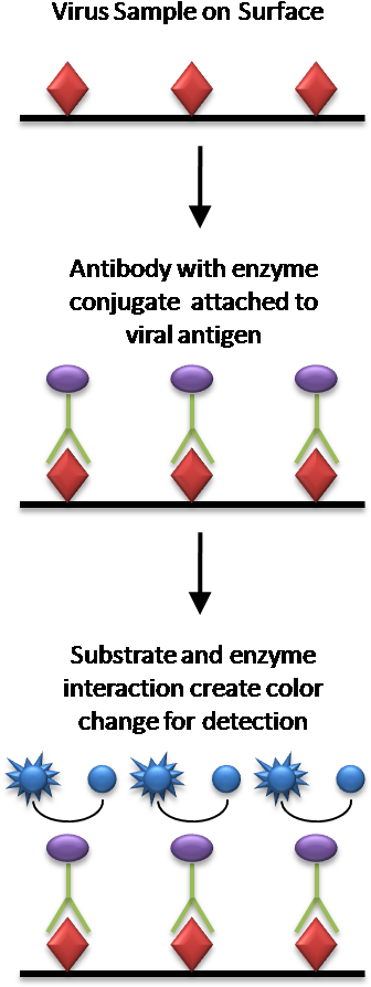 Download Image - Direct Elisa Diagram - ClipartKey