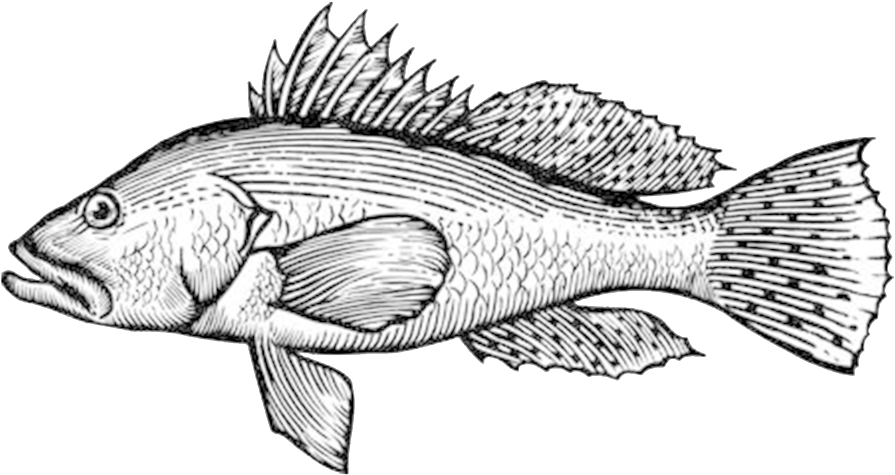 Download Sea Bass Clip Art - ClipartKey