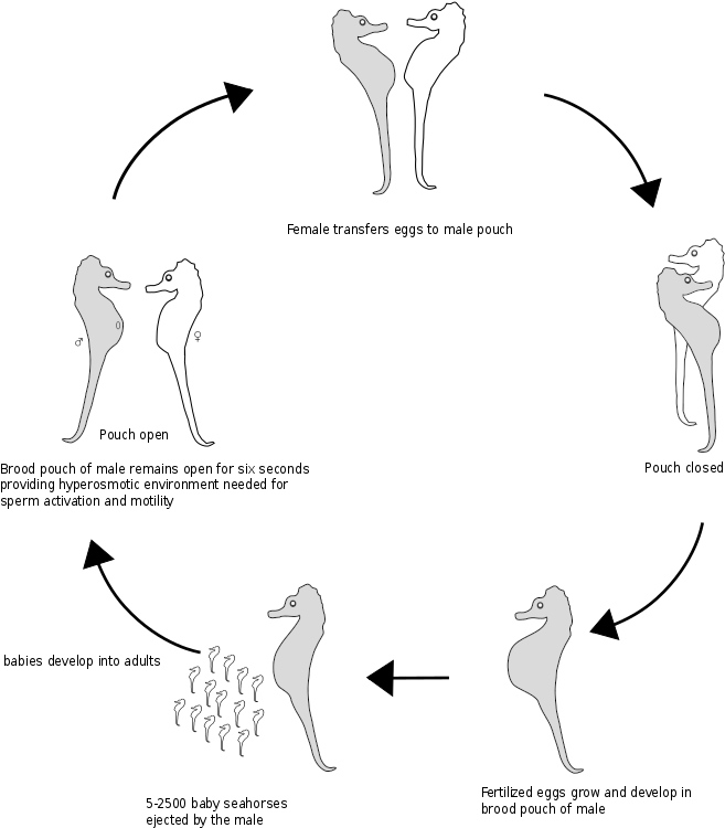 Download Seahorse Life Cycle Fact For Kids - ClipartKey