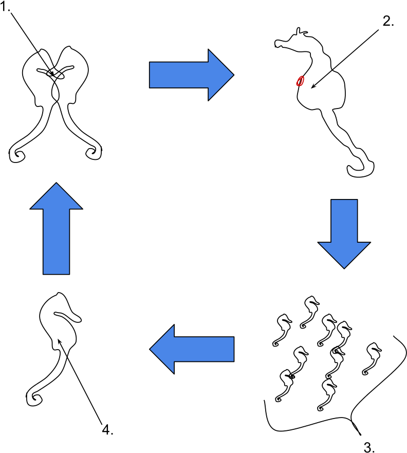 Download Dwarf Seahorse Life Cycle - ClipartKey