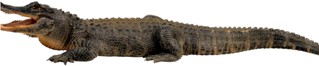 Download Alligator Clipart Transparent Background - Elephant Stomping A ...