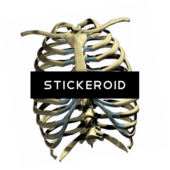 Download Skeleton Ribs Cage Png - Rib Cage Png - ClipartKey
