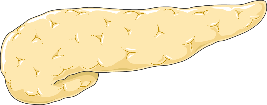 Download Transparent Pancreas - ClipartKey