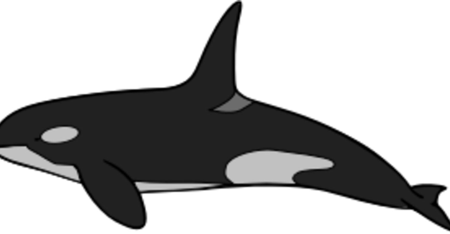 Download Frightening Shamu Clipart Whale Coloring Book Killer - Killer ...