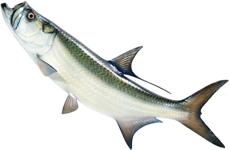 Download Tarpon Fish Png - ClipartKey