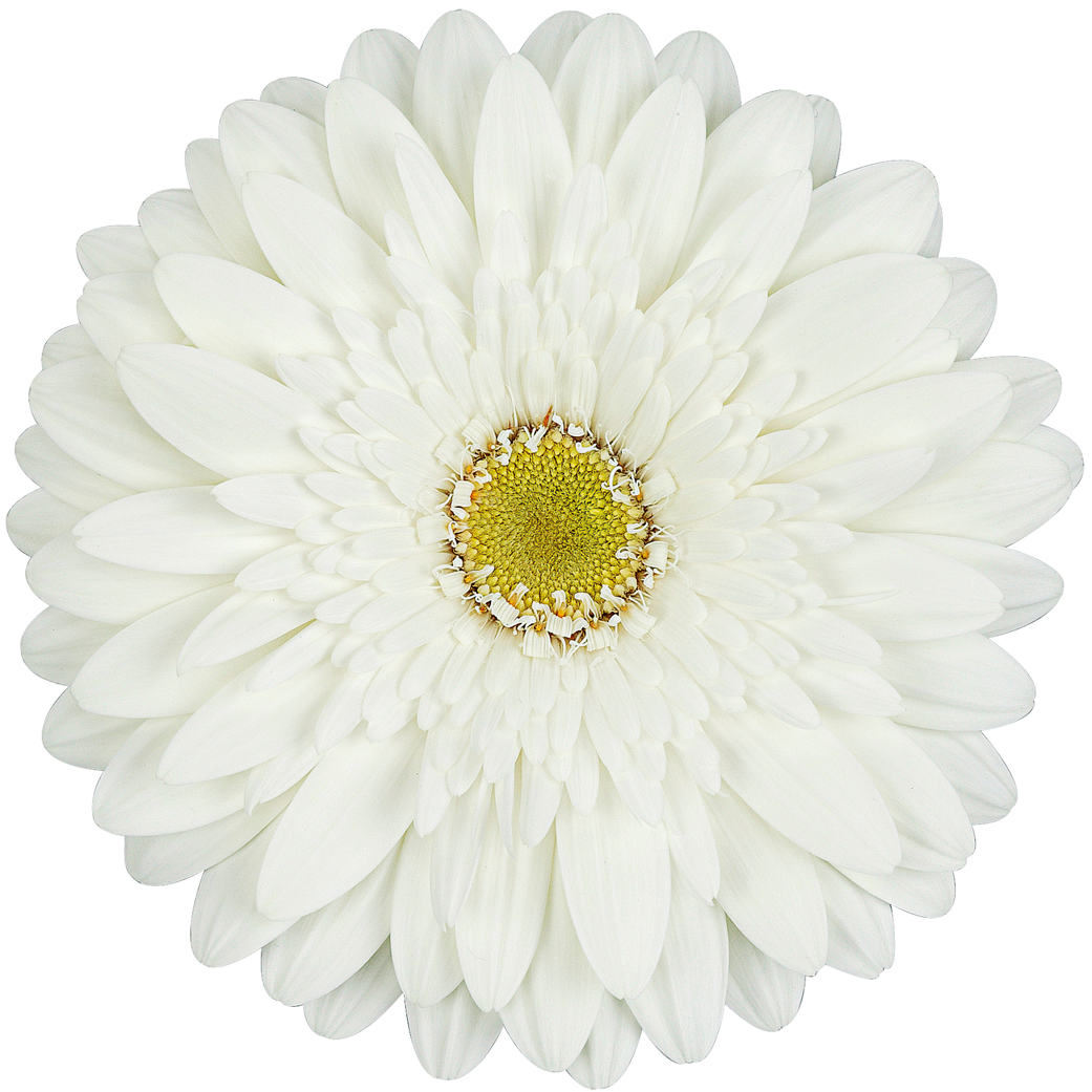 Download White Gerbera Daisy Png - ClipartKey