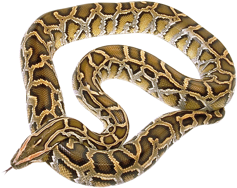 Download Transparent Snakes Clipart - King Cobra Python Snakes - ClipartKey