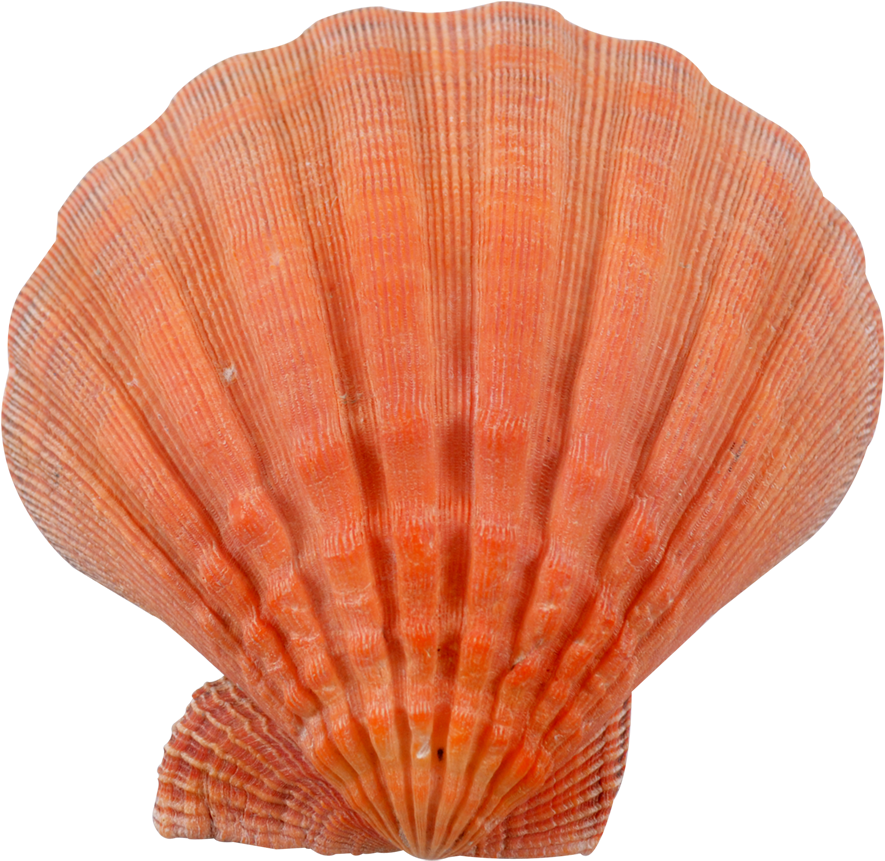 Download Clip Art Lion S Paw Orange - Orange Seashells - ClipartKey