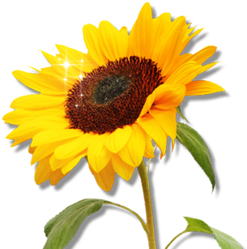 Download Free Sunflower Garden Clipart Image 8566, Sunflower - Portable ...