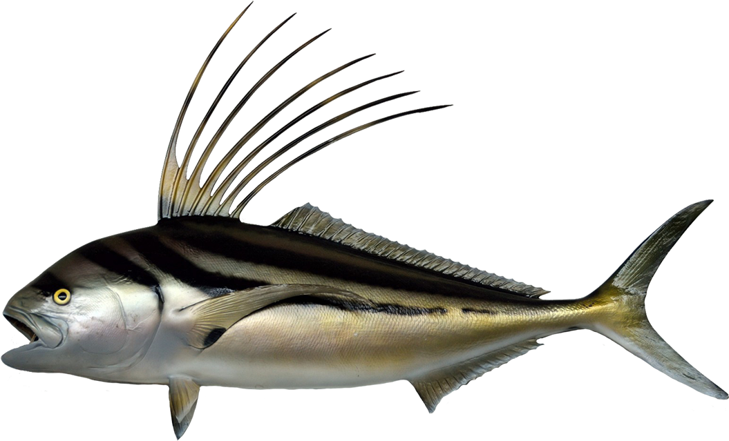 Download Roosterfish Clipart - Roosterfish Png - ClipartKey