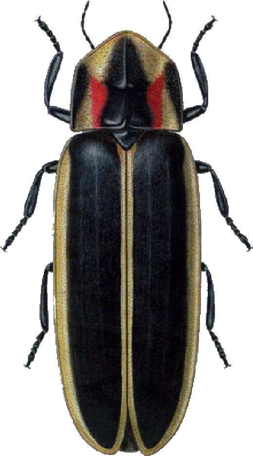 Download Lightning Bug Topside From Www - Fire Fly Indiana - ClipartKey
