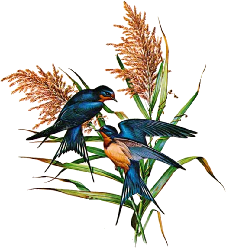 Download Barn Swallow Png Photo - Barn Swallow - ClipartKey