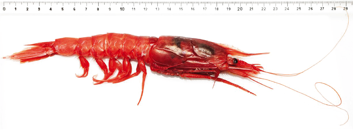 Download Transparent Shrimp Png - Antarctic Krill - ClipartKey