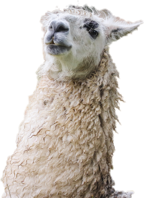 Download Lama Freetoedit Llama - Alpaca 4k - ClipartKey