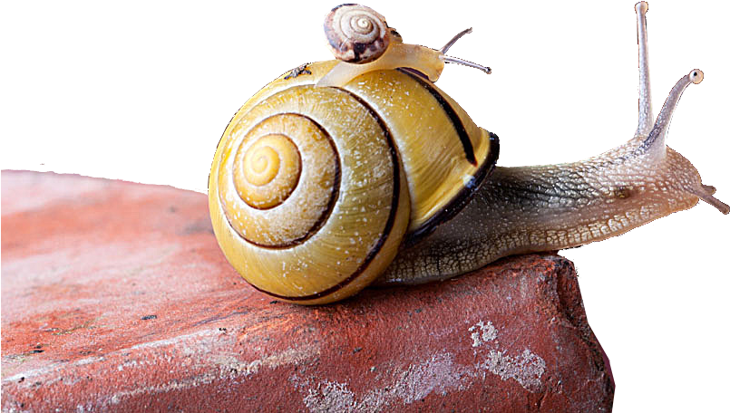 Download Snail Euclidean Vector - Little Snails - ClipartKey