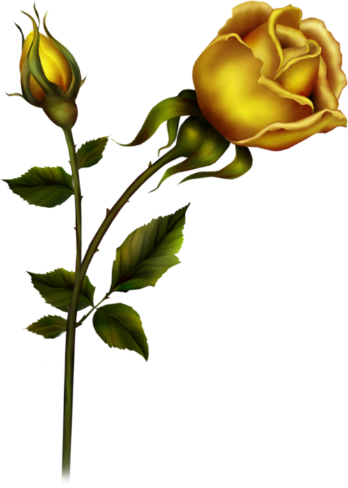 Download Bud Clipart Yellow Rose - Evergreen Rose - ClipartKey