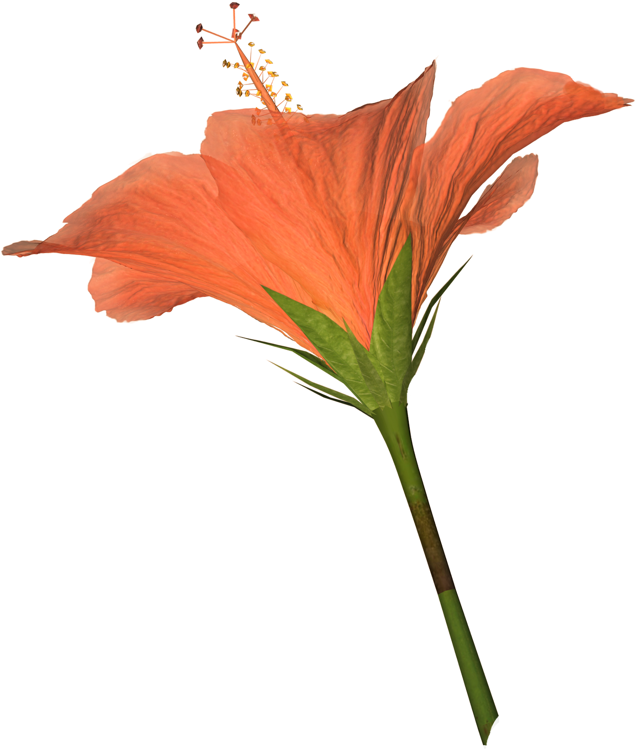 Download Free High Resolution Clip Art - Hibiscus - ClipartKey